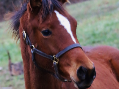 The home of happy horses.