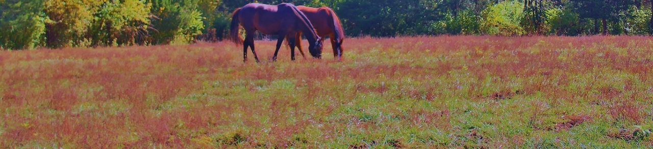Breeder of quality Trakehner sport horses