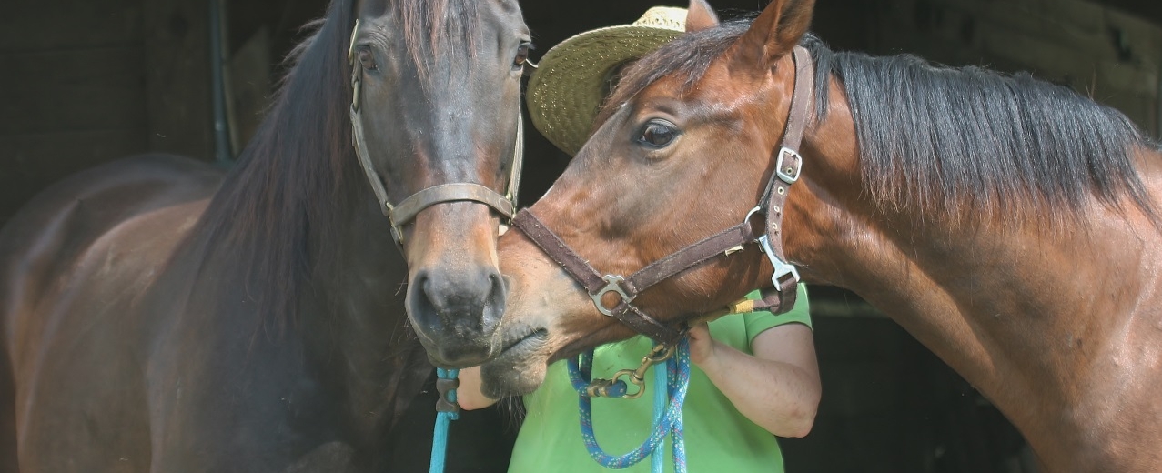 Stonehurst Farm
