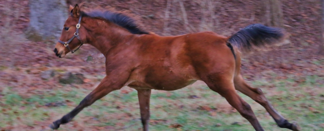 Stonehurst Farm