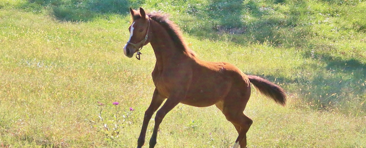 Stonehurst Farm